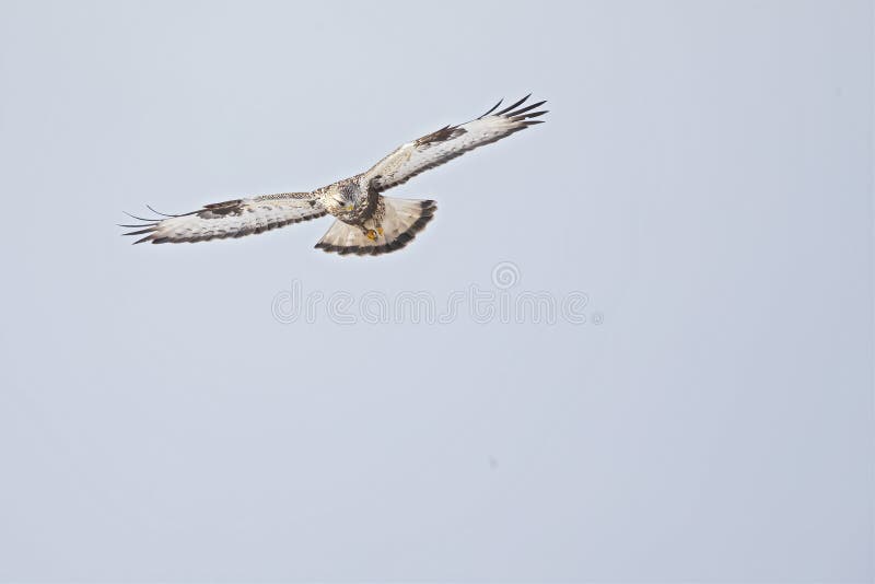 A Rough-legged Buzzard Hovering in Search for Prey Stock Photo - Image ...