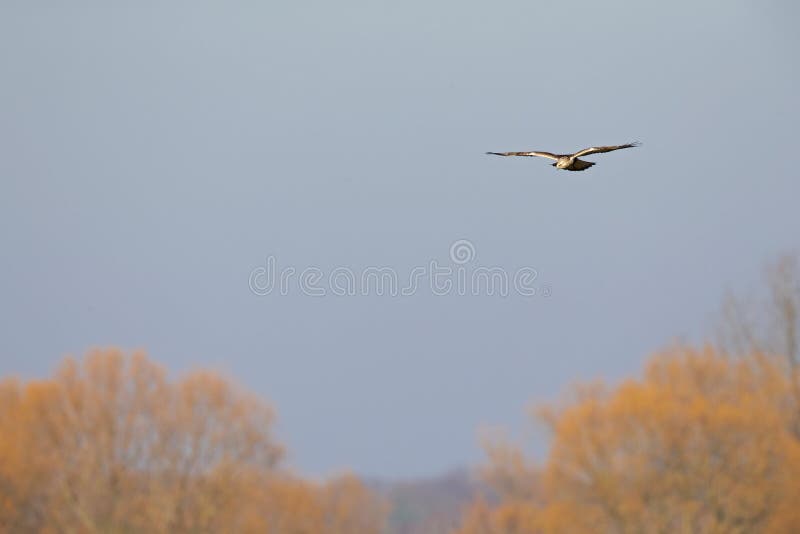 A Rough-legged Buzzard Hovering in Search for Prey Stock Image - Image ...