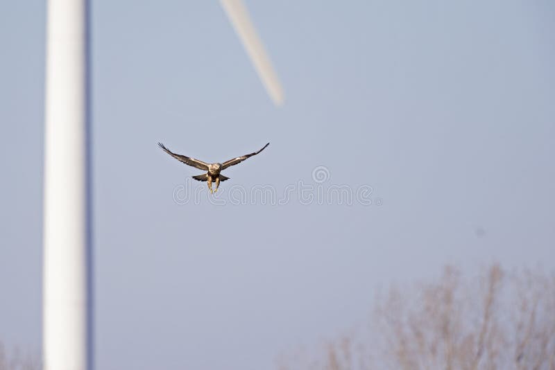A Rough-legged Buzzard Hovering in Search for Prey Stock Image - Image ...