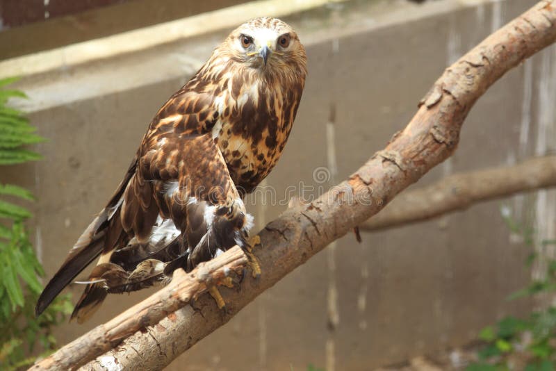 Rough-legged buzzard stock image. Image of beak, fauna - 56862479