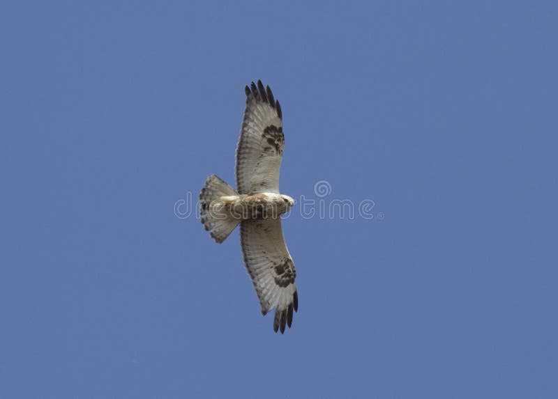 Rough-legged Buzzard Soaring in the Blue Sky-1. Stock Image - Image of ...