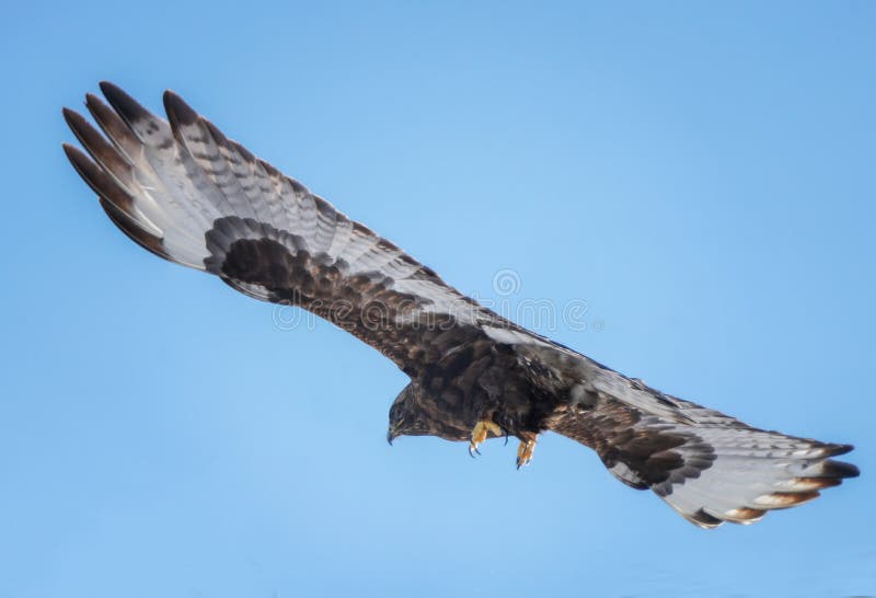 Rough Legged Buzzard Flying Clear Blue Sky Stock Photos - Free ...