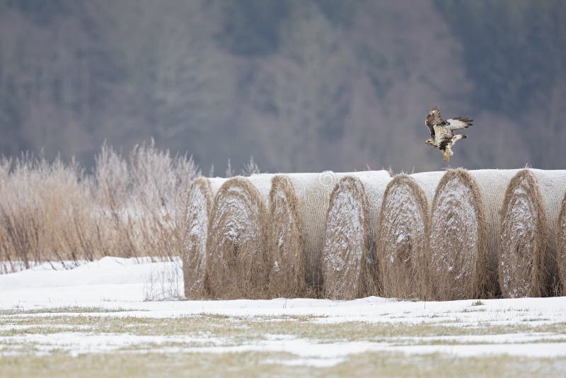 A Rough-legged Buzzard Taking Off from a Perch. Stock Image - Image of ...