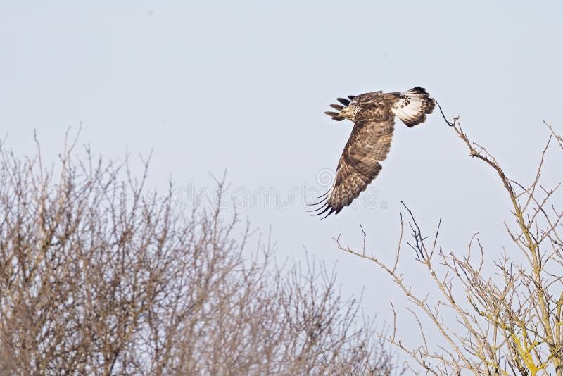 A Rough-legged Buzzard Taking Off from a Perch. Stock Photo - Image of ...