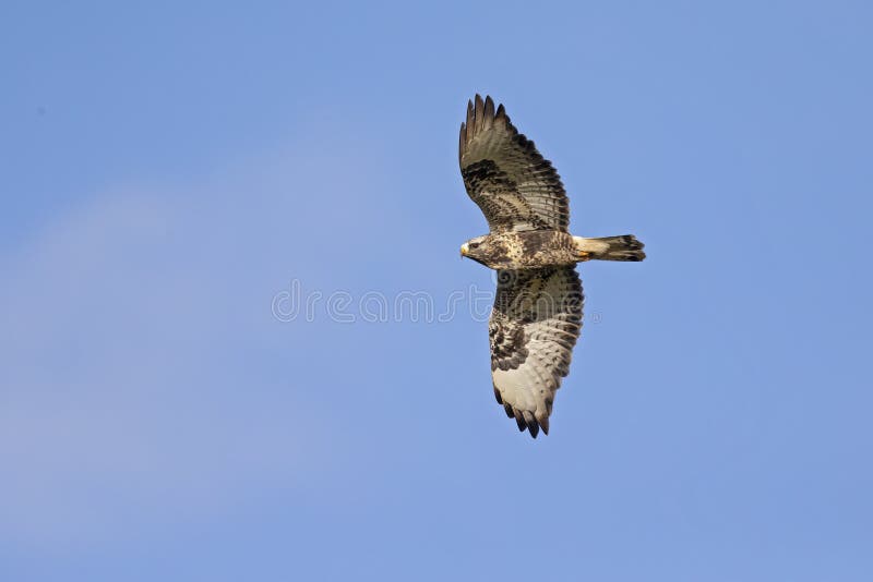 A Rough-legged Buzzard Taking Off from a Perch. Stock Image - Image of ...