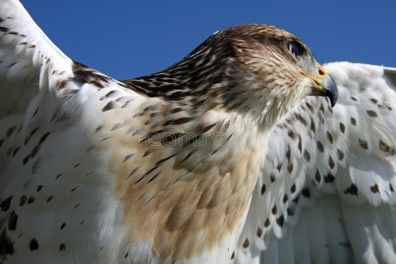 Rough Legged Hawk stock photo. Image of close, lagopus - 14155288
