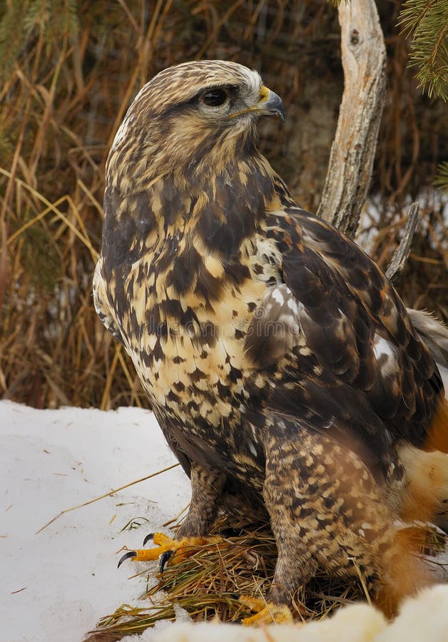 Rough Legged Hawk in Flight with Mouse Stock Photo - Image of rough ...