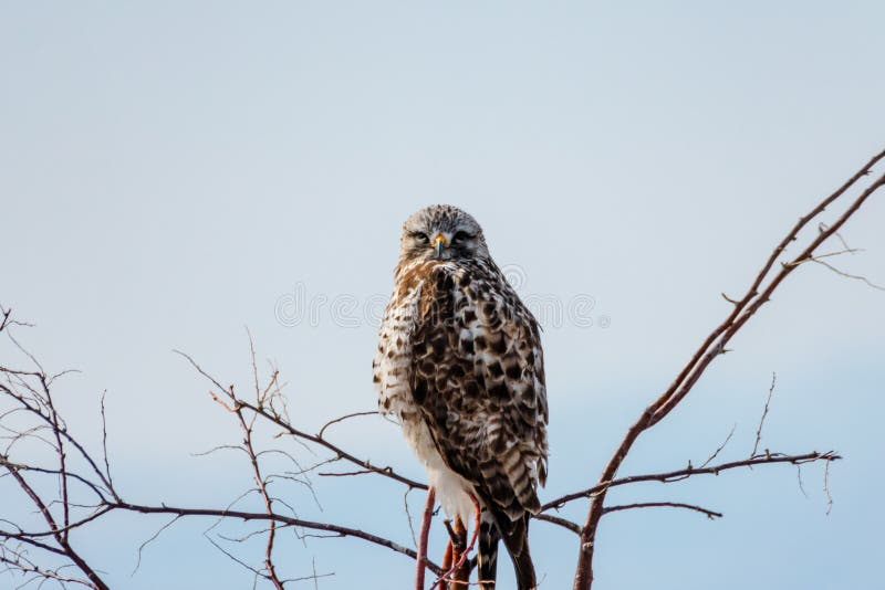 Rough-Legged Hawk, Bear River Migratory Bird Refuge Stock Photo - Image ...