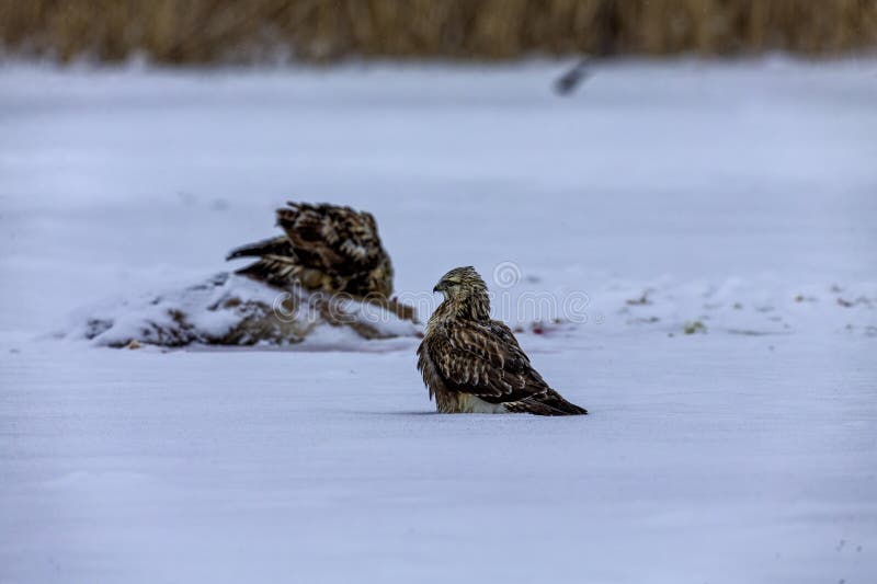 Rough-legged Hawk (Buteo Lagopus) Stock Photo - Image of undefined ...