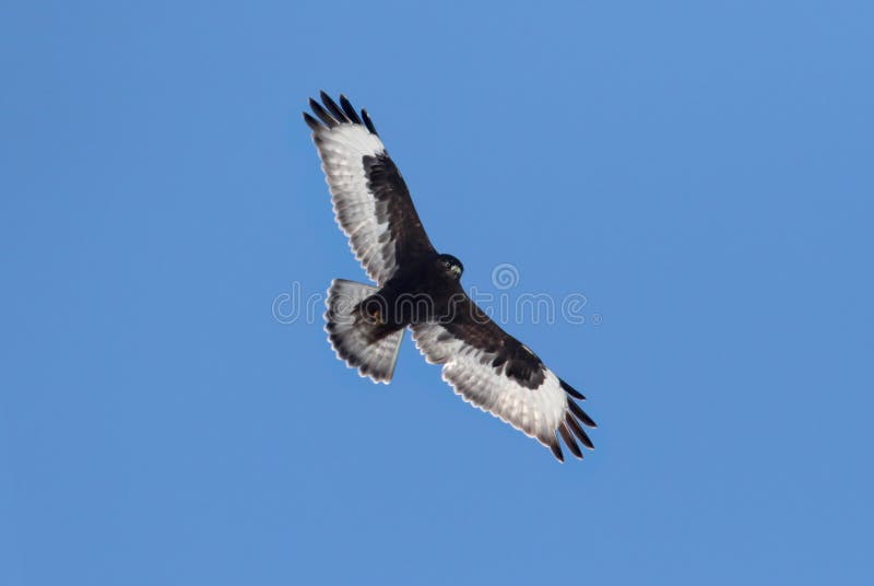 Rough-legged Hawk (Buteo Lagopus) Stock Image - Image of raptor, buteo ...
