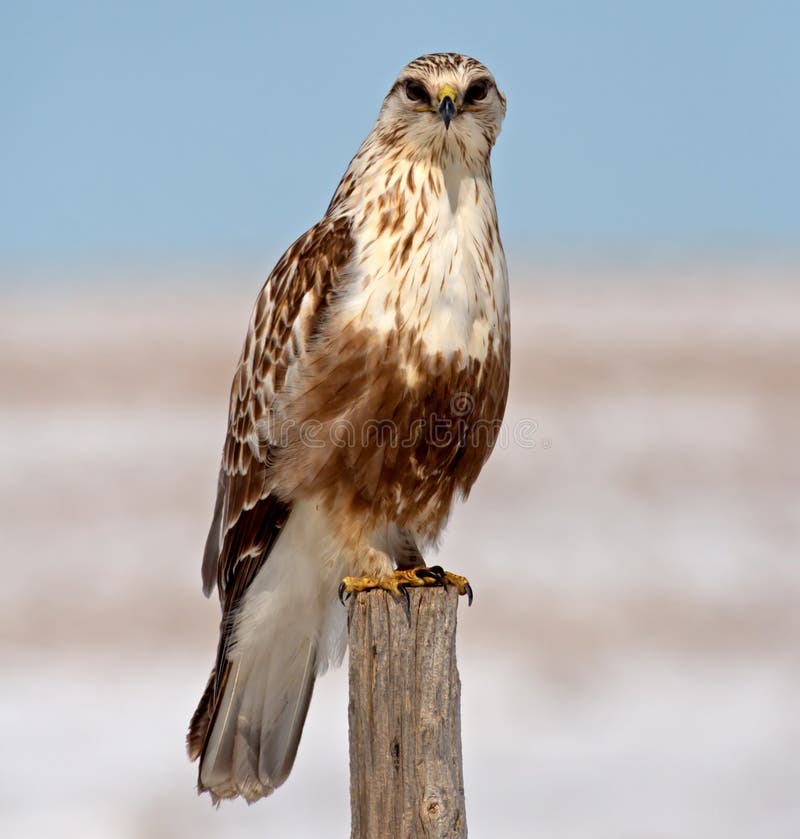 Rough-legged Hawk stock photo. Image of perched, winter - 31925758