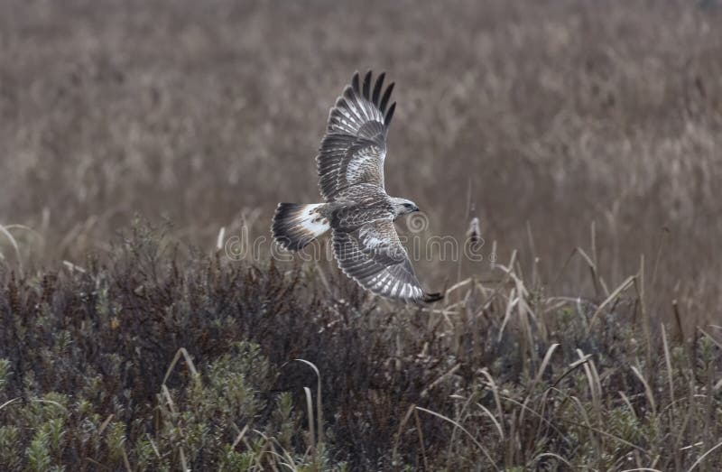 Rough legged hawk stock photo. Image of white, flying - 205855990