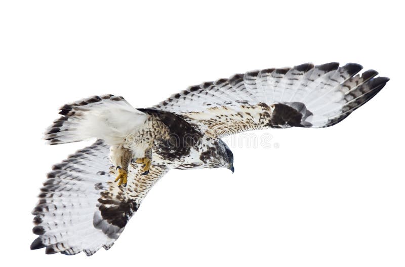 Rough Legged Hawk in Flight Stock Photo - Image of fierce, wild: 20116366