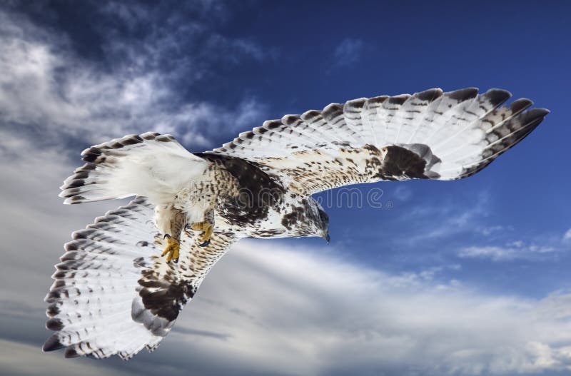 Rough Legged Hawk In Flight Stock Photo - Image of majestic, raptor ...