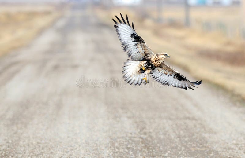 Rough Legged Hawk in Flight with Mouse Stock Photo - Image of rough ...
