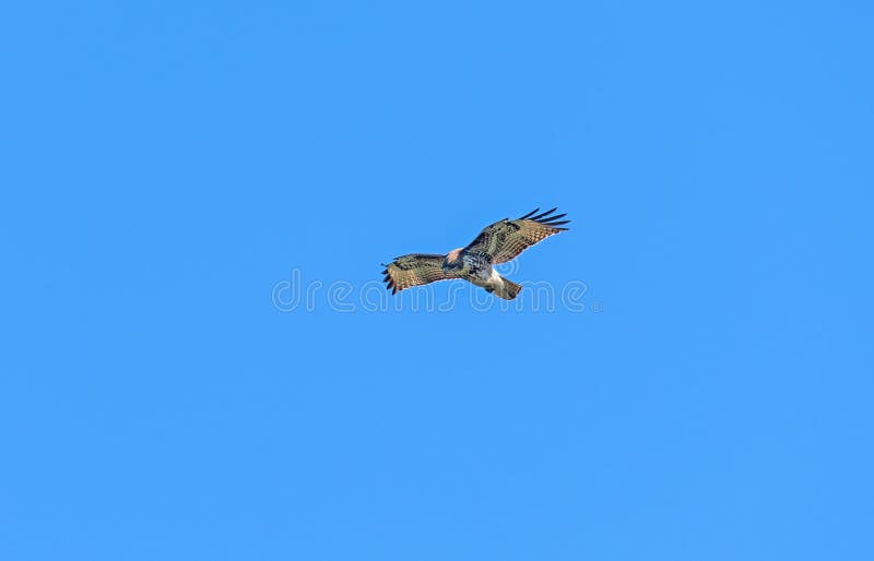 A Rough Legged Hawk Hovering in the Wind Stock Image - Image of flight ...