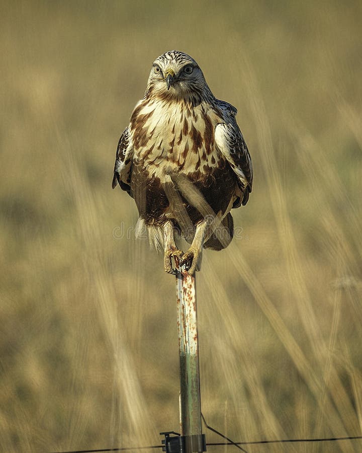Rough Legged Hawk In Flight. Stock Photo - Image of migrate, closeup ...