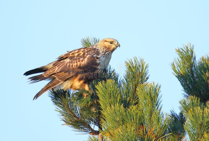 Rough-legged Hawk Perched on a Tree, British Columbia, Canada Stock ...