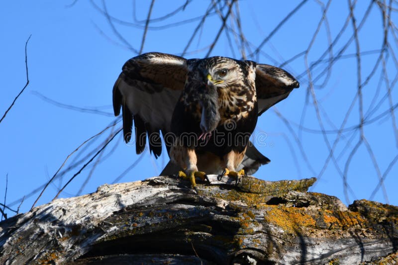 Rough-legged Hawk Perched in a Tree with a Mouse Stock Image - Image of ...