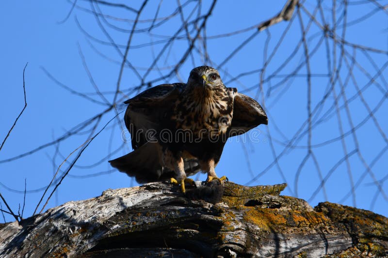 Rough-legged Hawk Perched in a Tree with a Mouse Stock Photo - Image of ...