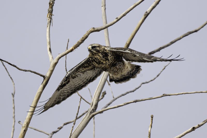 Rough Legged Hawk Taking Flight from a Tree Stock Photo - Image of ...