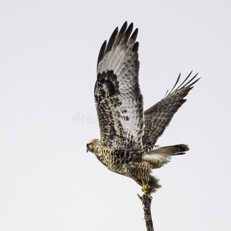 Rough Legged Hawk Taking Flight from a Tree Stock Photo - Image of ...