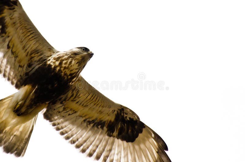 Rough-Legged Hawk on White Background Stock Photo - Image of hawk ...
