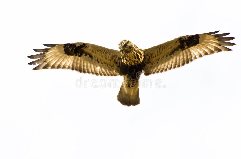 Rough-Legged Hawk on White Background Stock Photo - Image of bird ...