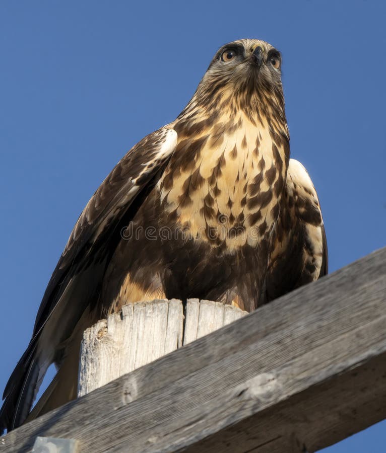 Rough Legged Hawk stock image. Image of feather, flying - 305173781