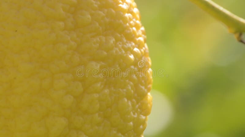 Rough Lemon Hanging in a Lemon Tree a Sunny Evening Stock Video - Video ...