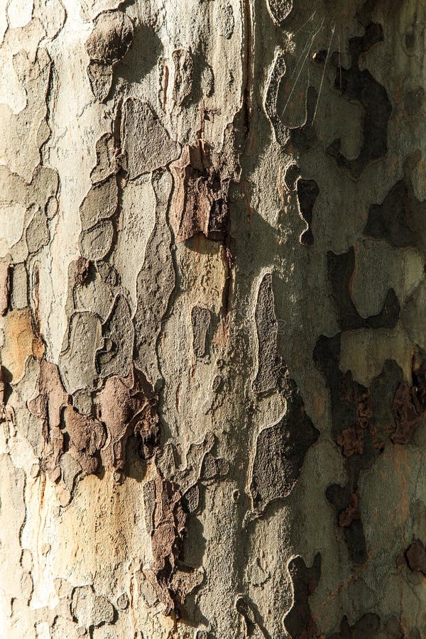 Tree surface stock photo. Image of tree, plants, trees - 119457952