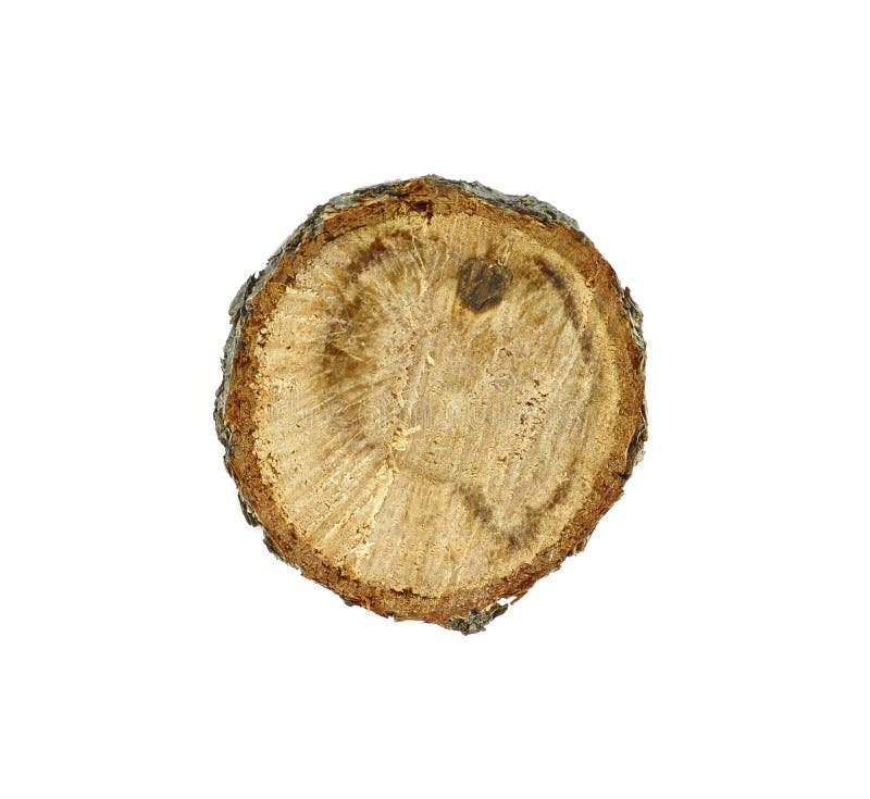 Rough Log Circle Cut Isolated on White Background. Stock Photo - Image ...