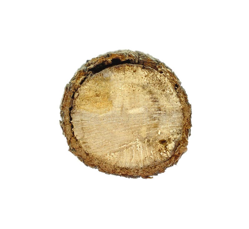 Rough Log Circle Cut Isolated on White Background. Stock Photo - Image ...