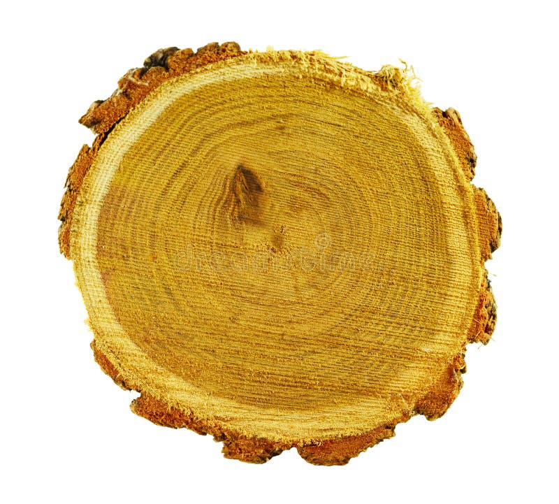 Rough Log Circle Cut Isolated on White Background. Stock Photo - Image ...