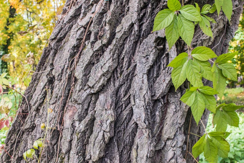 Maple bark stock photo. Image of nature, wood, outdoor - 32490496
