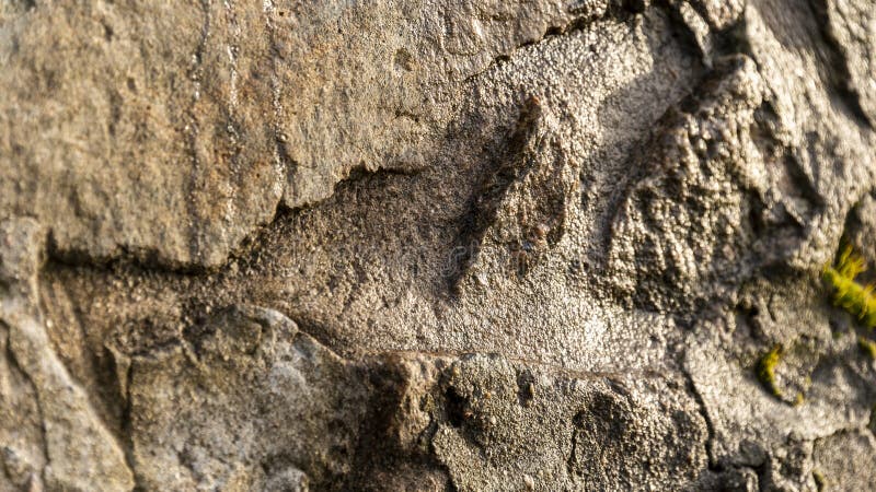 315 Fort Phoenix Stock Photos - Free & Royalty-Free Stock Photos from ...