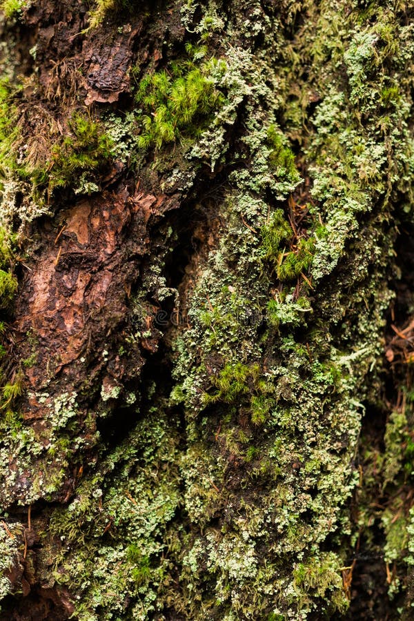 Moss covered forest scene stock photo. Image of moss - 238896492