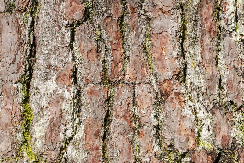 The Rough and Mottled Tree Bark Stock Image - Image of texture, pattern ...