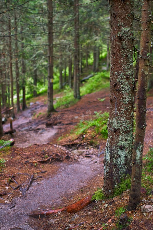 Rough mountain trail stock image. Image of spruce, plant - 162280145