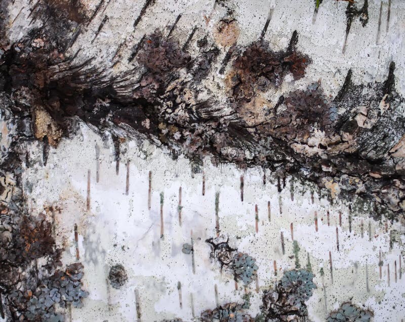 Rough Wood Texture of Birch Tree Bark. Stock Photo - Image of ring ...