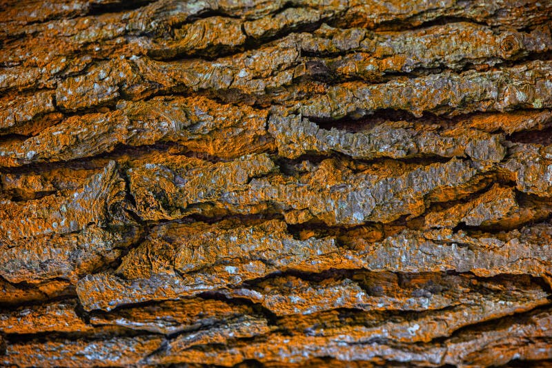 Rough and Orange Tree Bark Background Stock Photo - Image of orange ...
