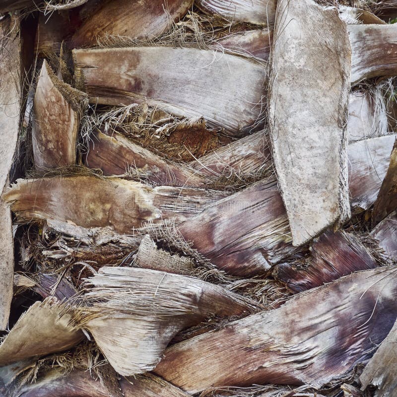 Rough palm trunk closeup stock image. Image of coconut - 48835549