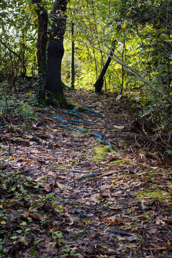 Rough Path in Trees stock photo. Image of journey, rough - 130914534