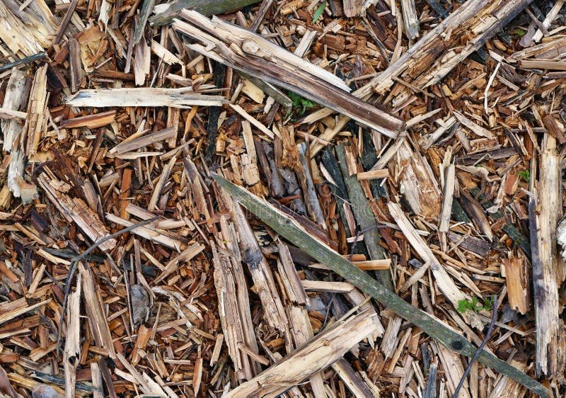 Rough Pieces of Forest Pine Rotten Bark and Wood Stock Photo - Image of ...
