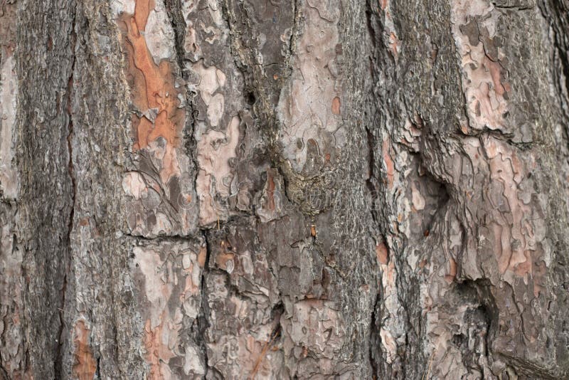Rough Pine Tree Bark Texture Stock Photo - Image of skin, abstract ...