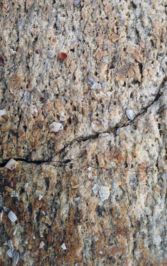 Rough Raw Coquina Shell Stone Surface Texture Stock Photo - Image of ...