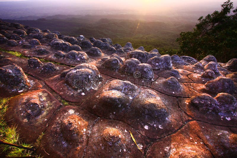 Rough rock bud field stock photo. Image of cultivation - 24111064