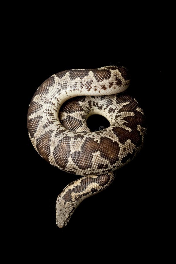 Rough Scaled Sand Boa Stock Photos - Free & Royalty-Free Stock Photos ...