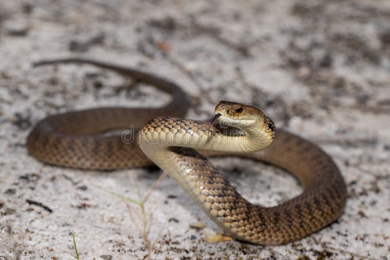 Rough-scaled Snake stock image. Image of nature, roughscaled - 212751661