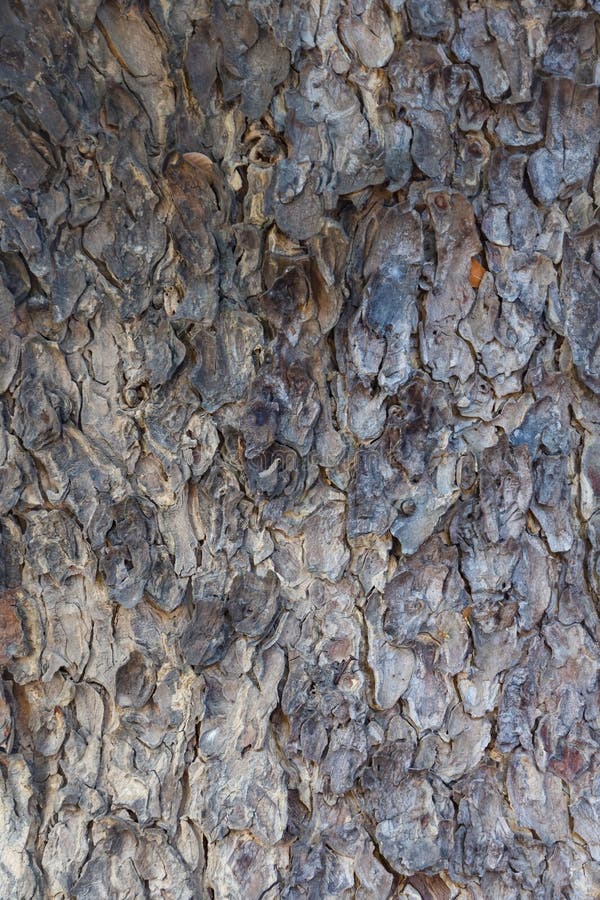 The Rough Skin of Chamchuri Tree Stock Photo - Image of detail ...